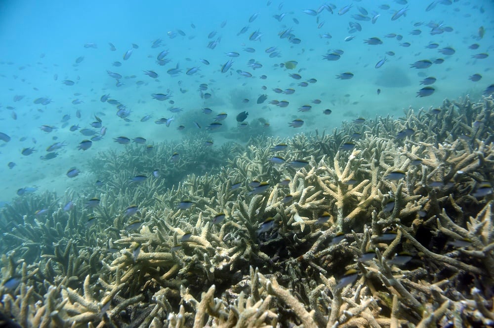 Global heat wave affected half of world's coral reefs | Courthouse News ...