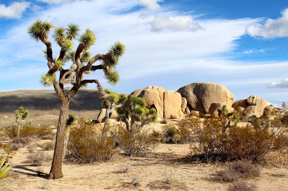 California Looks at Protections for Iconic Joshua Tree | Courthouse ...