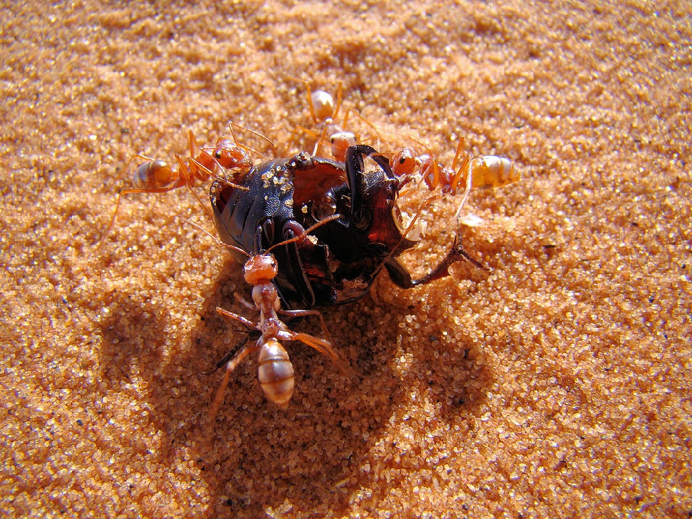 World’s Fastest Ant Clocks Nearly a Meter per Second | Courthouse News ...