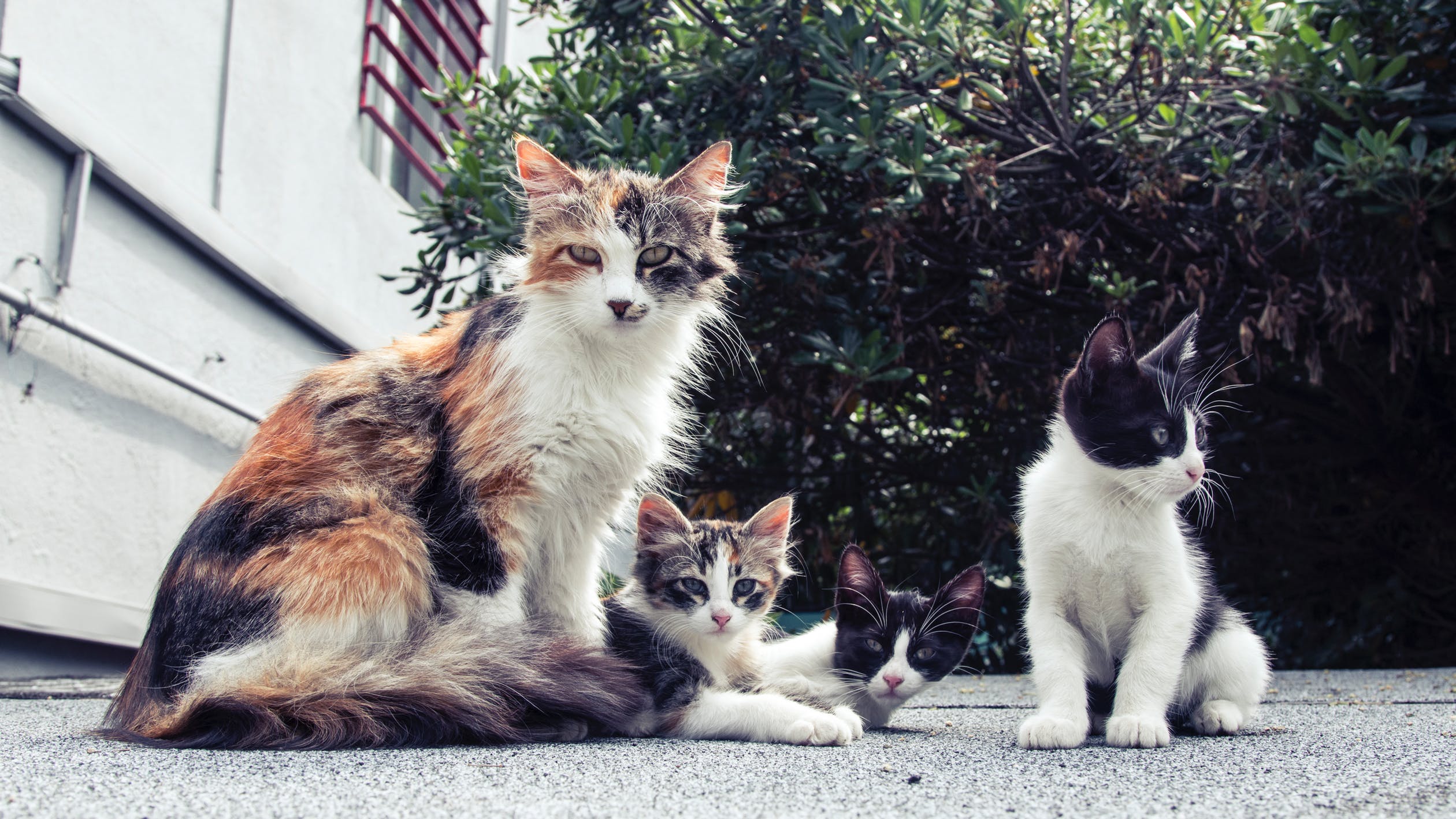 Feds face lawsuit over stray cat removal program in Puerto Rico ...