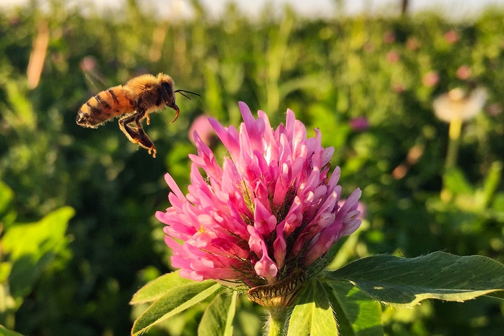 Honeybees found to thrive alongside organic farms and annual flowers ...
