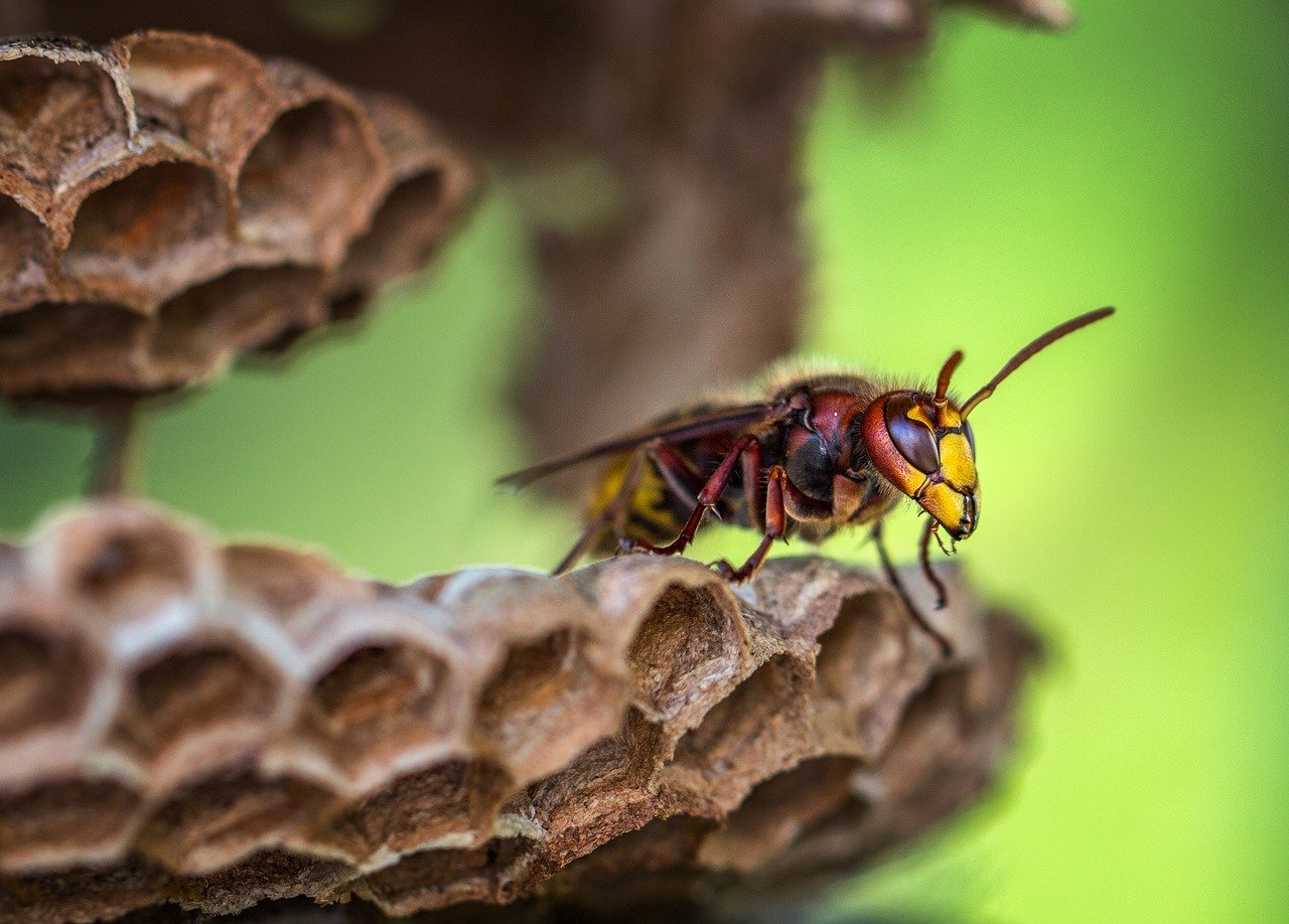 Angry Hornets Kill Three in Indonesia | Courthouse News Service