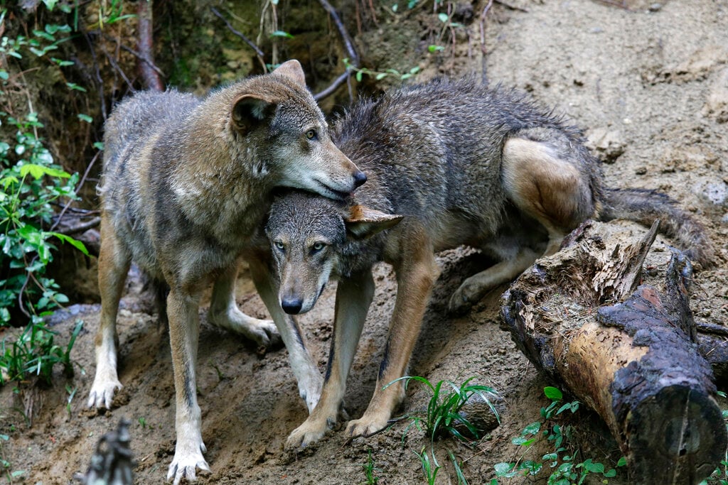 Feds Agree to Update Recovery Plan for Red Wolf | Courthouse News Service
