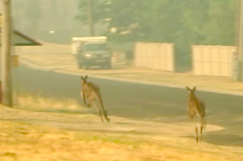 Estimated 3 Billion Animals Affected by Australia Bushfires: Study ...