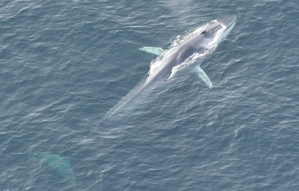 Mouth flaps help lunge-feeding whales eat without drowning | Courthouse ...