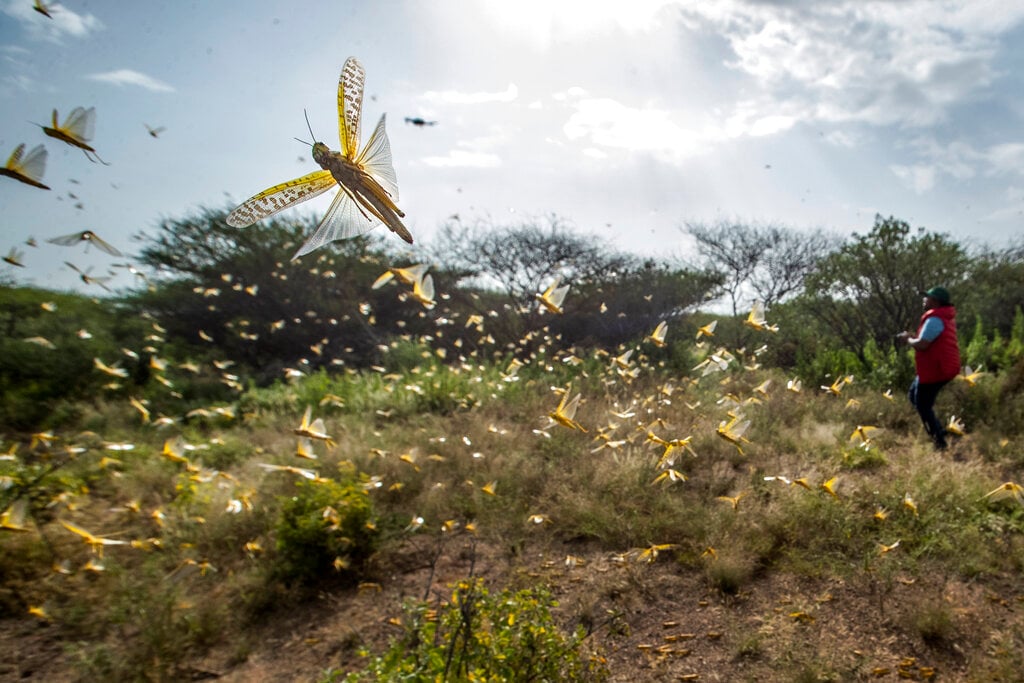 Africa’s Giant Locust Outbreak Spreads to Congo | Courthouse News Service