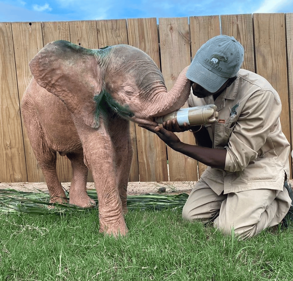 Orphaned Albino Elephant Recovers From Poacher’s Snare | Courthouse ...