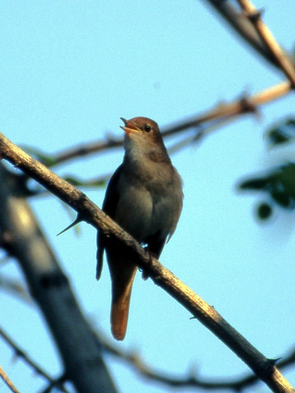 Nightingale Wing Spans the Latest Victim of Climate Change | Courthouse ...