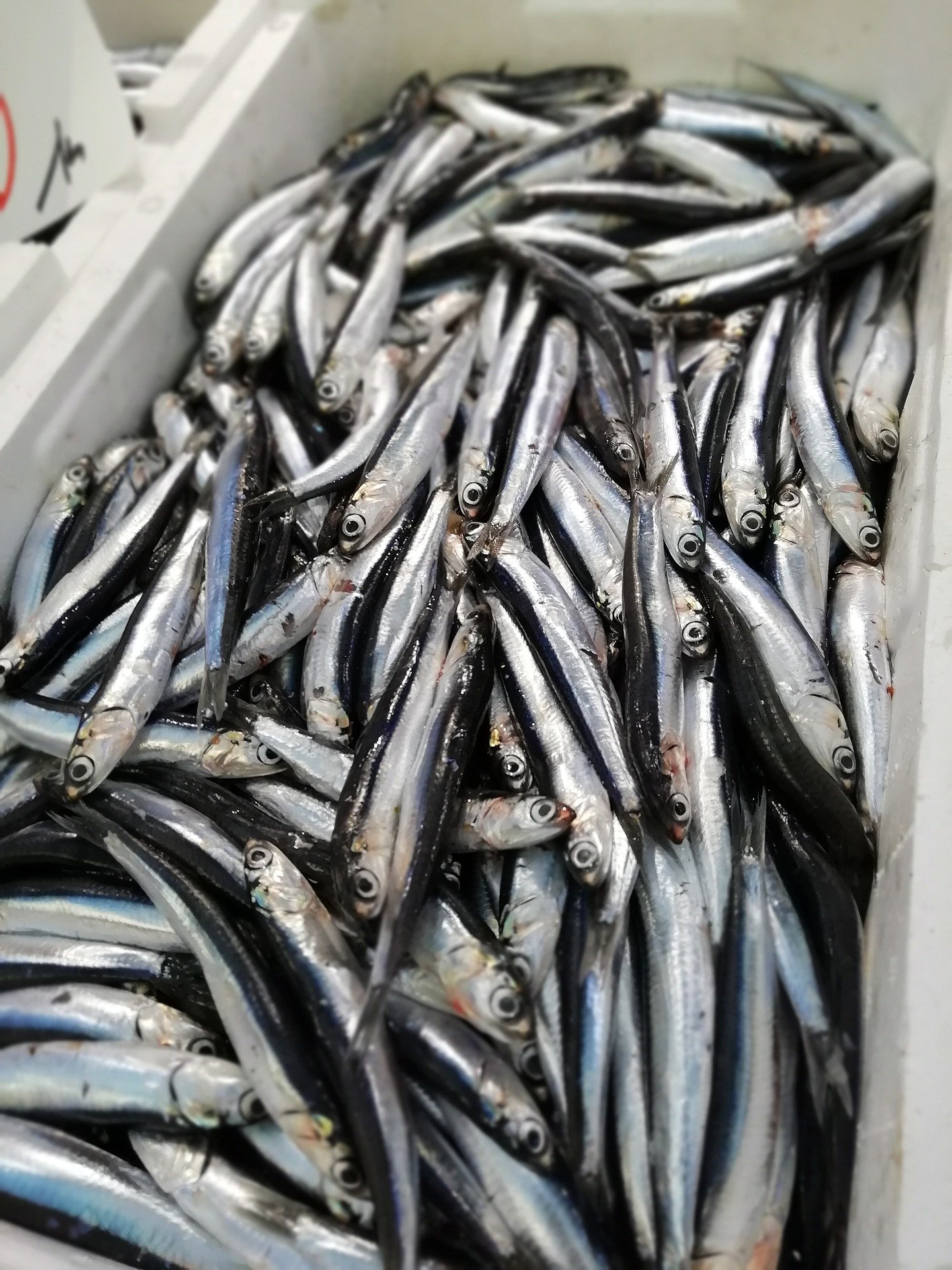 Feds’ plan to rebuild Pacific sardine numbers insufficient, judge finds ...