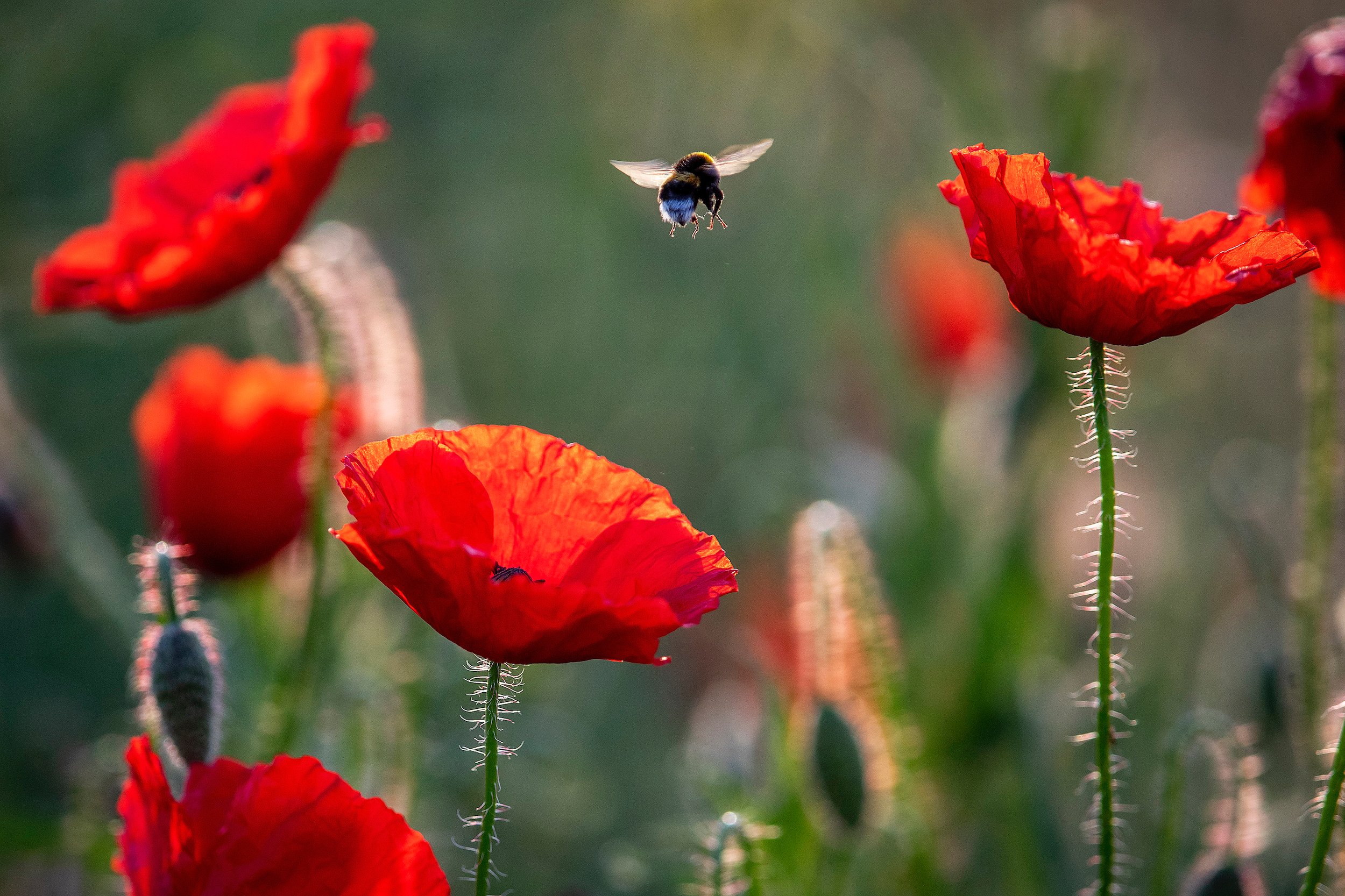 Sense Of Smell Helps Bumblebees Find Their Way Home Courthouse News Service