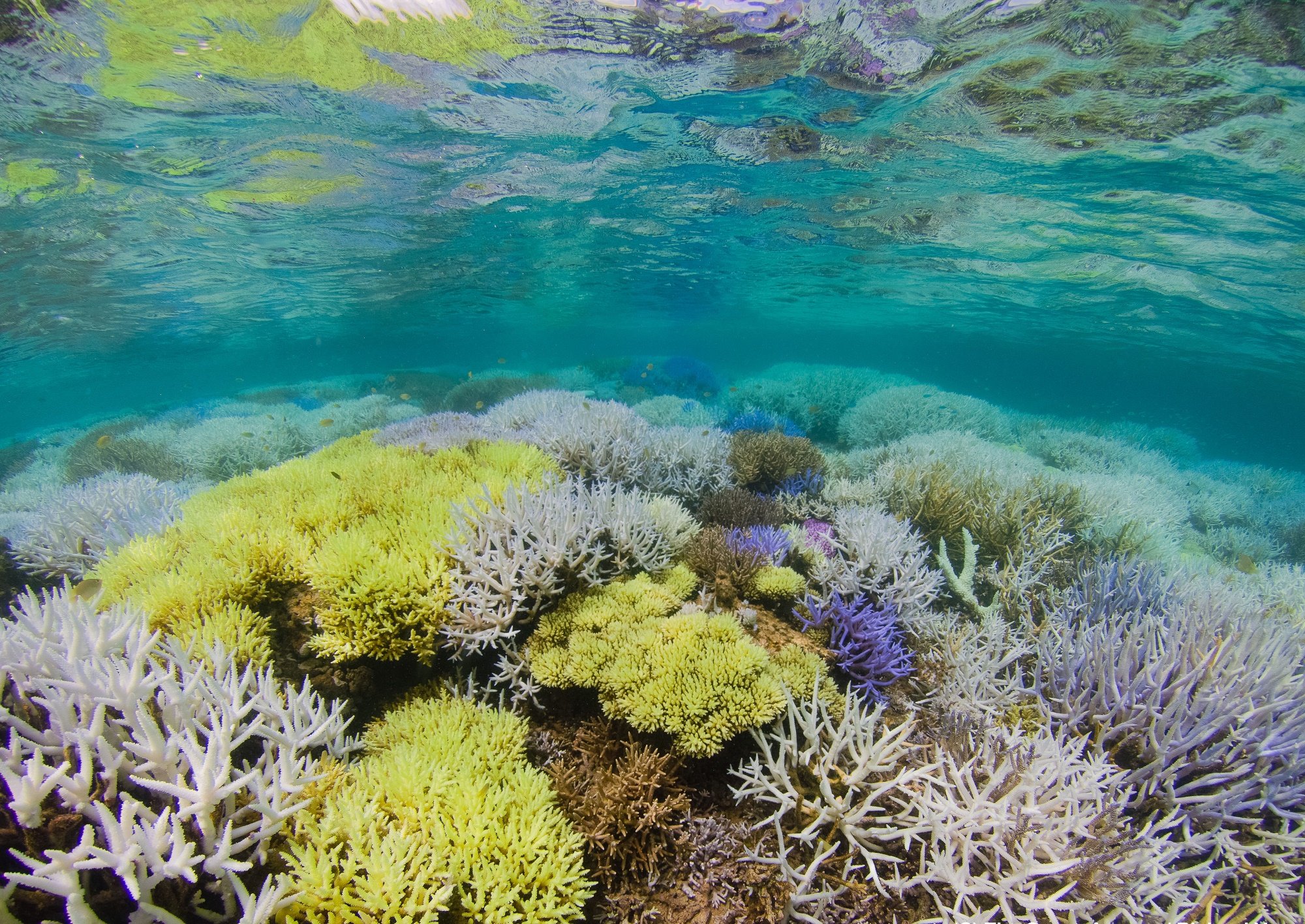 Coral reef populations diminished by 14% in a decade | Courthouse News ...