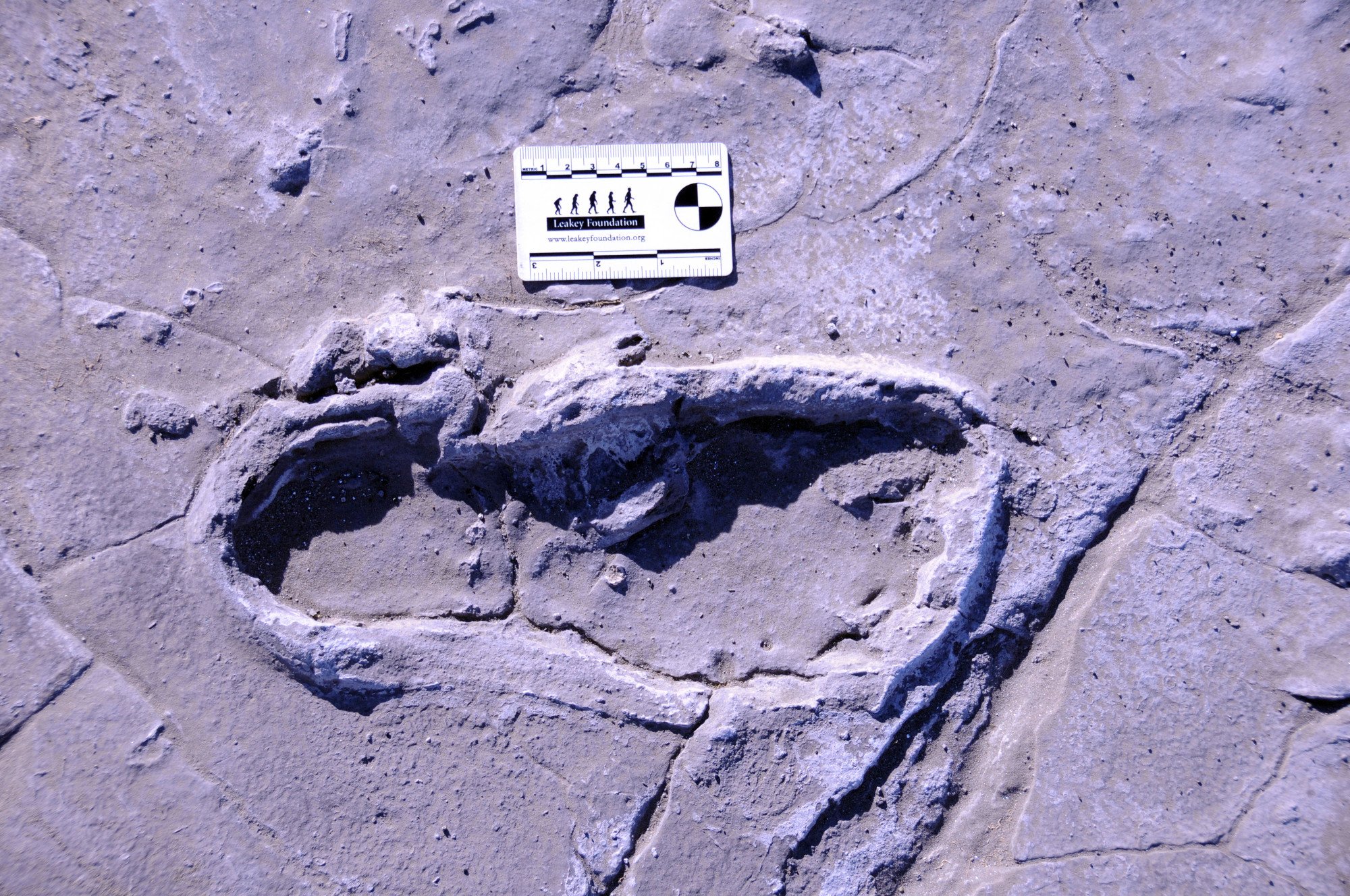 Fossilized Footprints Suggest Early Humans Divided Labor | Courthouse ...