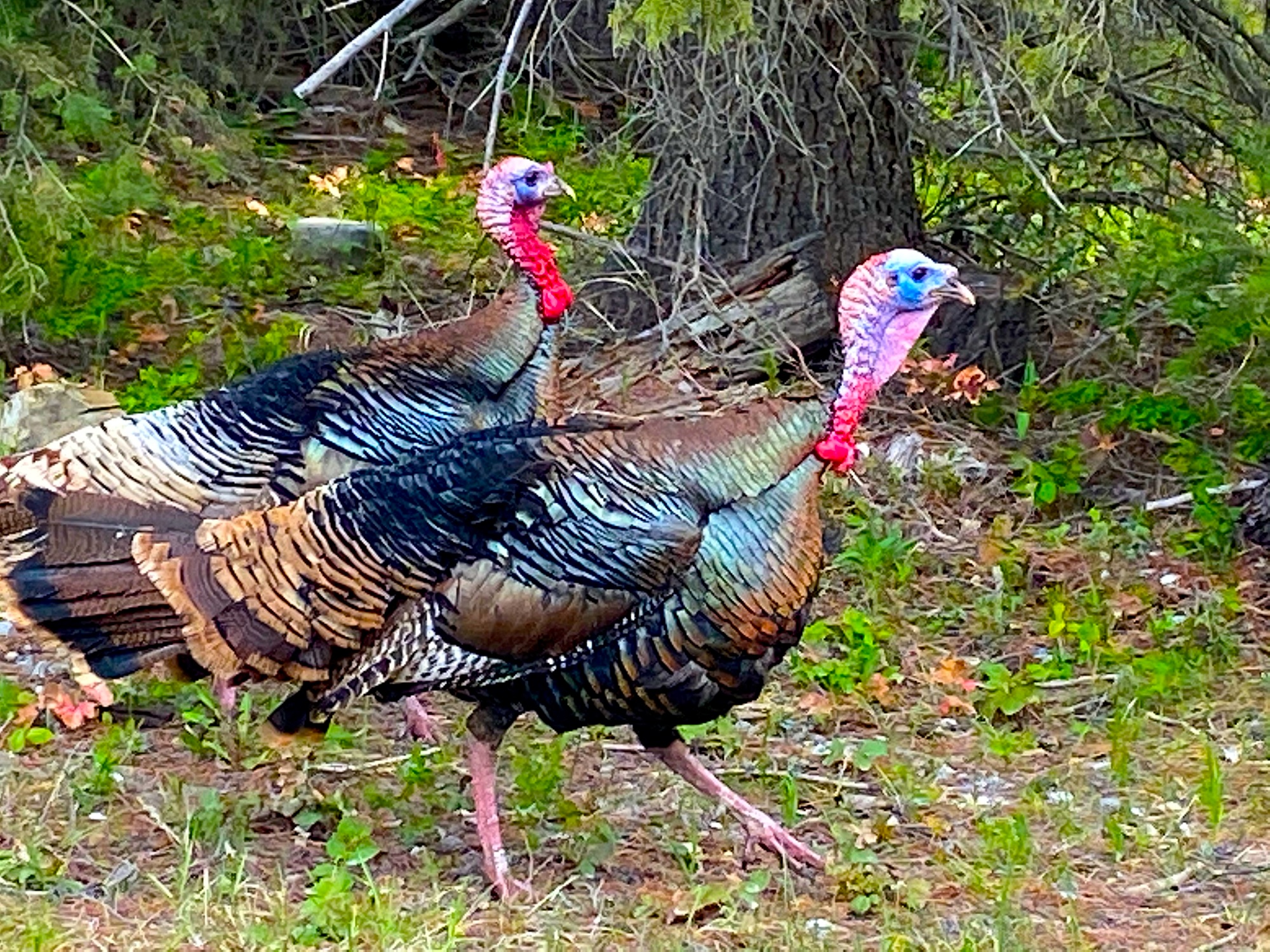 Texas turkey antitrust suit heads to the Windy City | Courthouse News ...