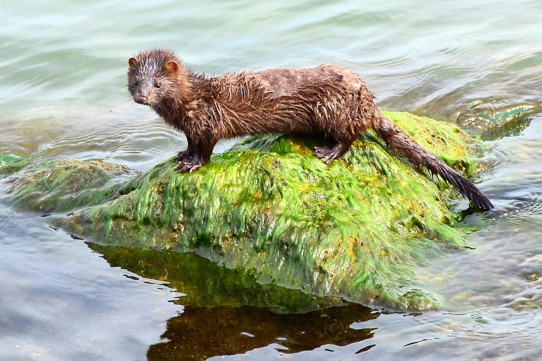 Dutch Mink Workers May Be First Known Humans Infected by Animals: WHO ...