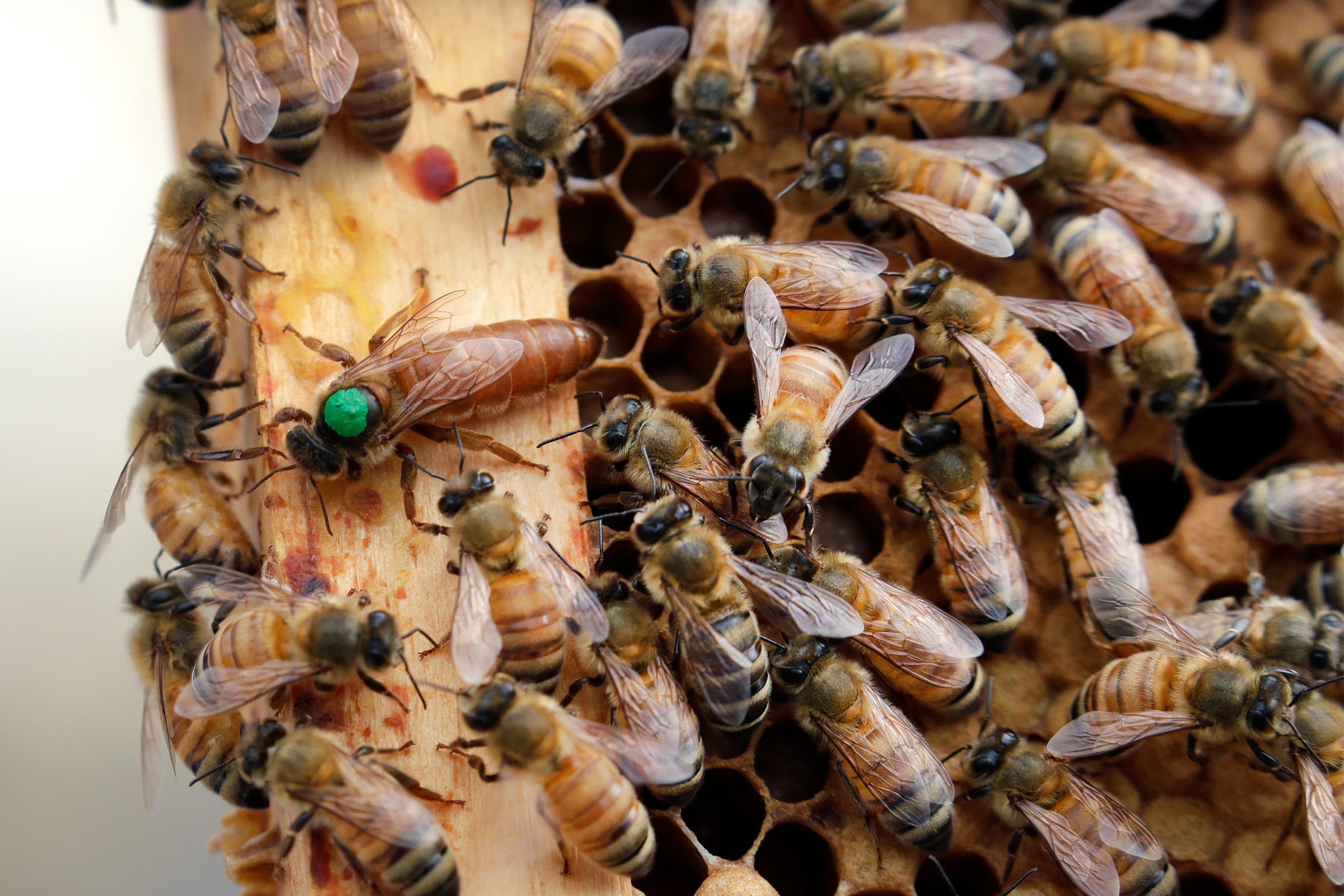 Seventh Circuit skeptical of claims of honey fraud at Walmart ...