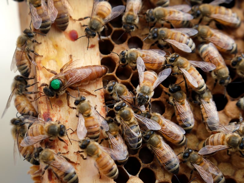 Seventh Circuit skeptical of claims of honey fraud at Walmart ...