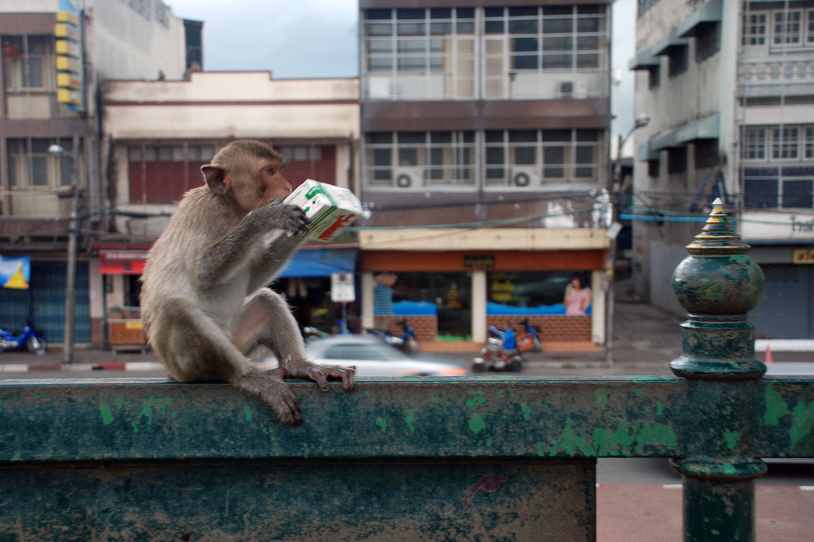 Macaque Attack: Humans Try to Take Back Thai City From Monkeys ...