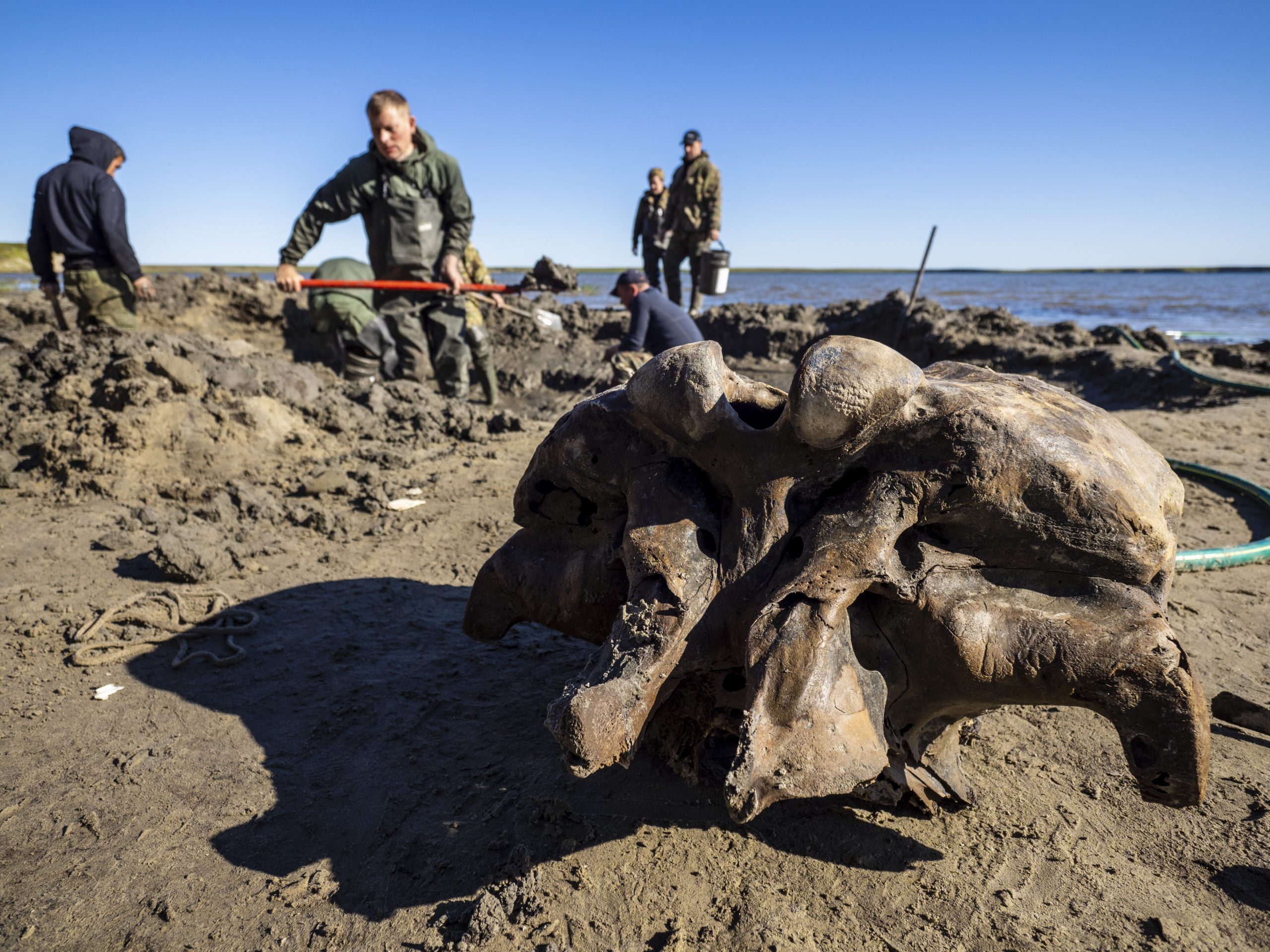 Well-Preserved Mammoth Skeleton Found in Siberian Lake | Courthouse ...
