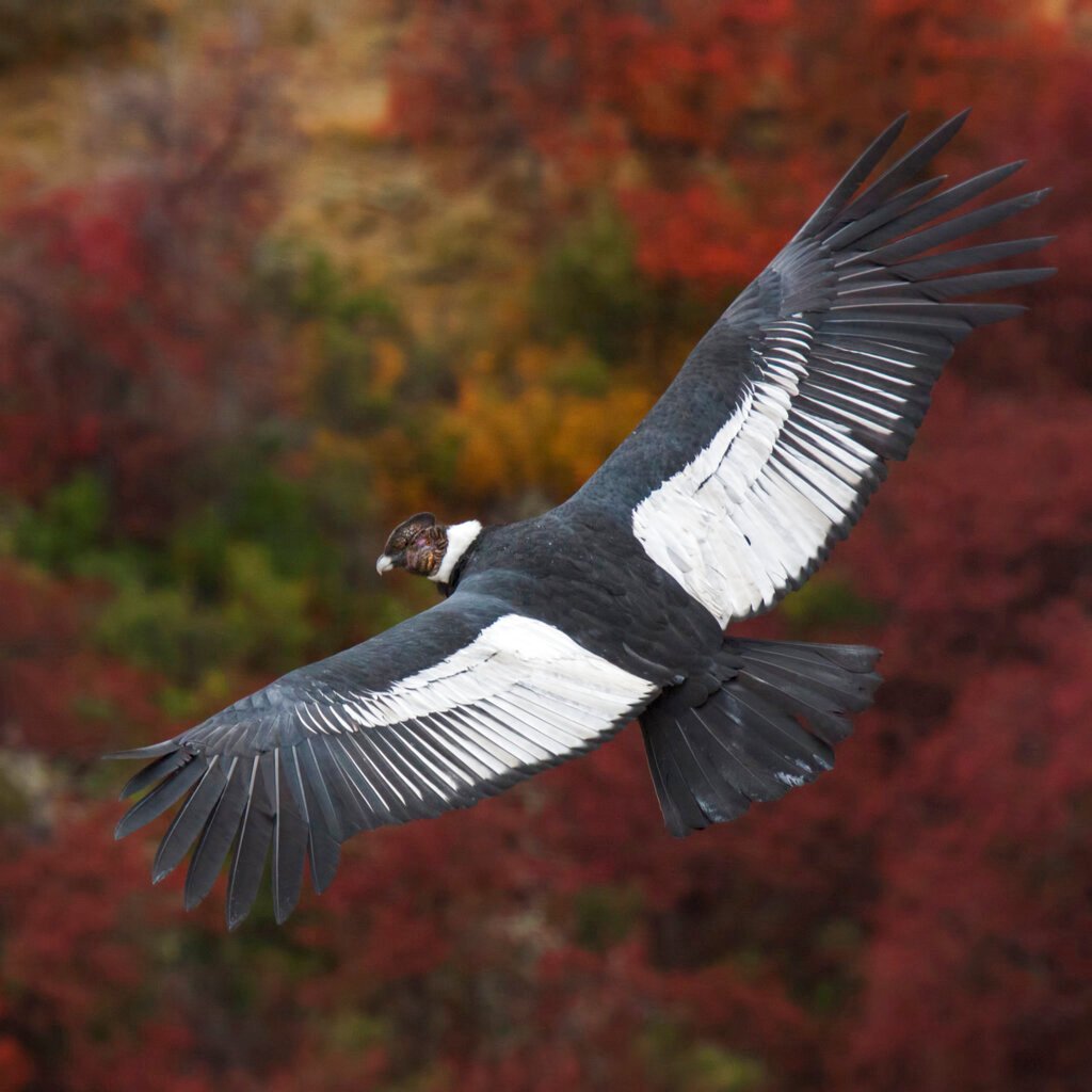 In Ecuador, Pair of Andean Condors Revives Hope for Species’ Survival ...
