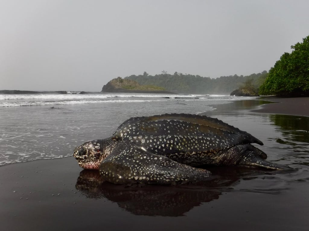 Rising Sea Levels Wreaking Havoc on Sea Turtle Habitat in Africa ...