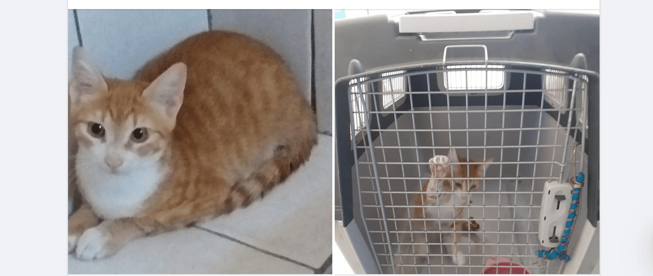 Migrant-Cat Survives Voyage, Heads to Quarantine in Italy | Courthouse ...