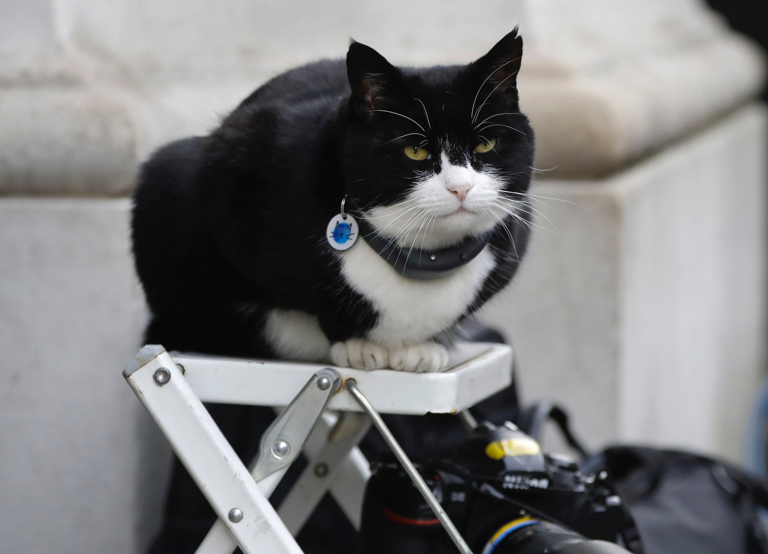 ‘Chief Mouser’ Palmerston Retires as UK’s Top Diplomatic Cat ...