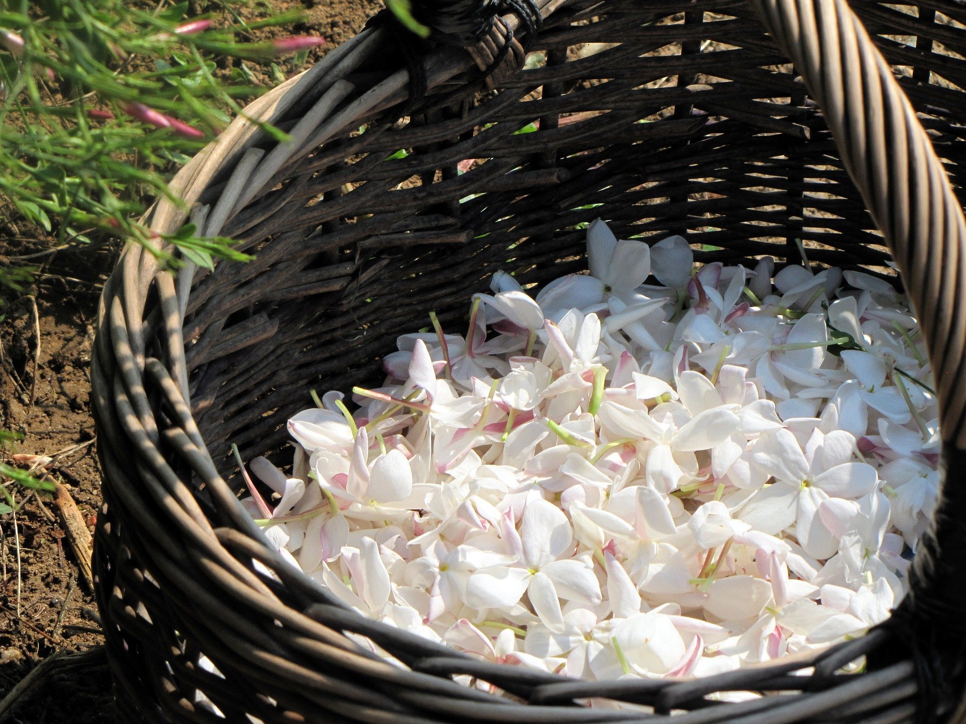 Egypt’s Blossoming Trade in Fragrant Jasmine Flowers | Courthouse News ...