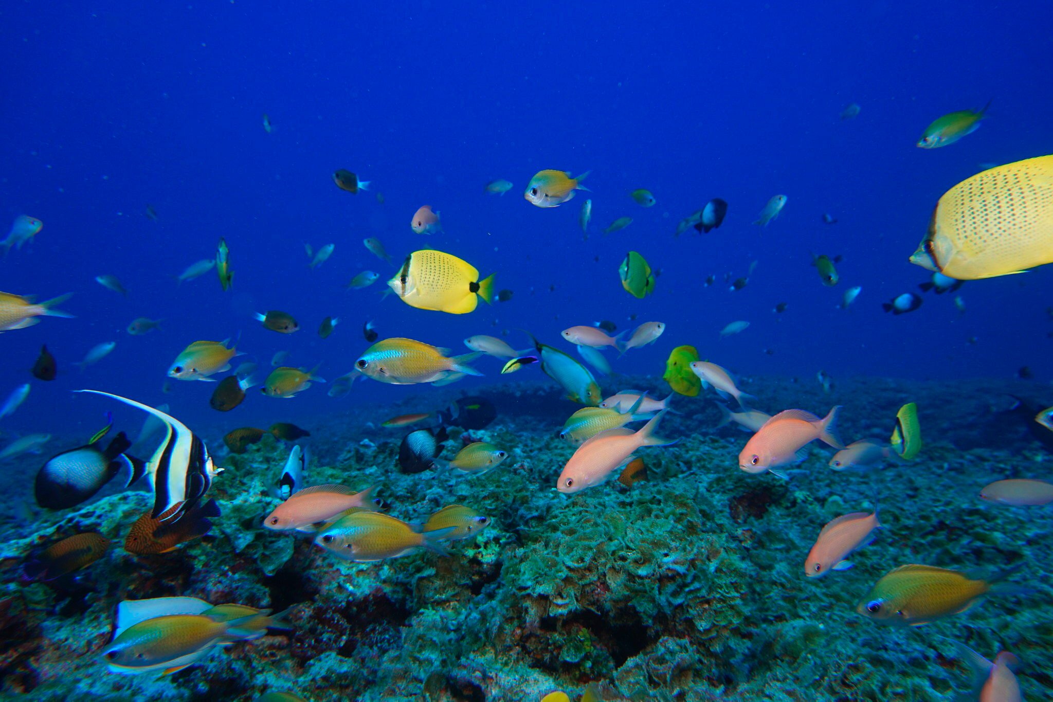 Five times more fish at risk of extinction than previously thought ...