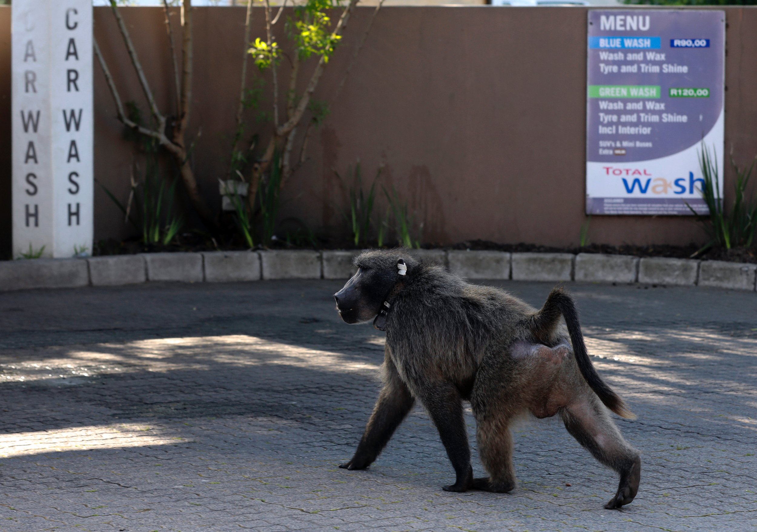 Troublesome South African Baboon Evicted for Raiding Homes | Courthouse ...