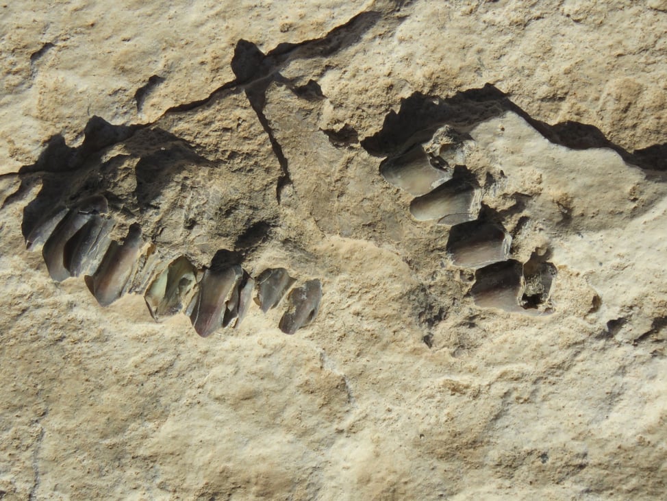 Footprints Tell 120,000-Year-Old Story of Early Human Migration ...