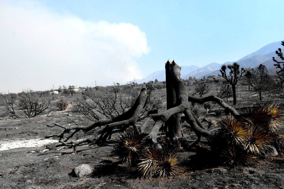US sues SoCal Edison for $100 million in damages from 2020 wildfire ...