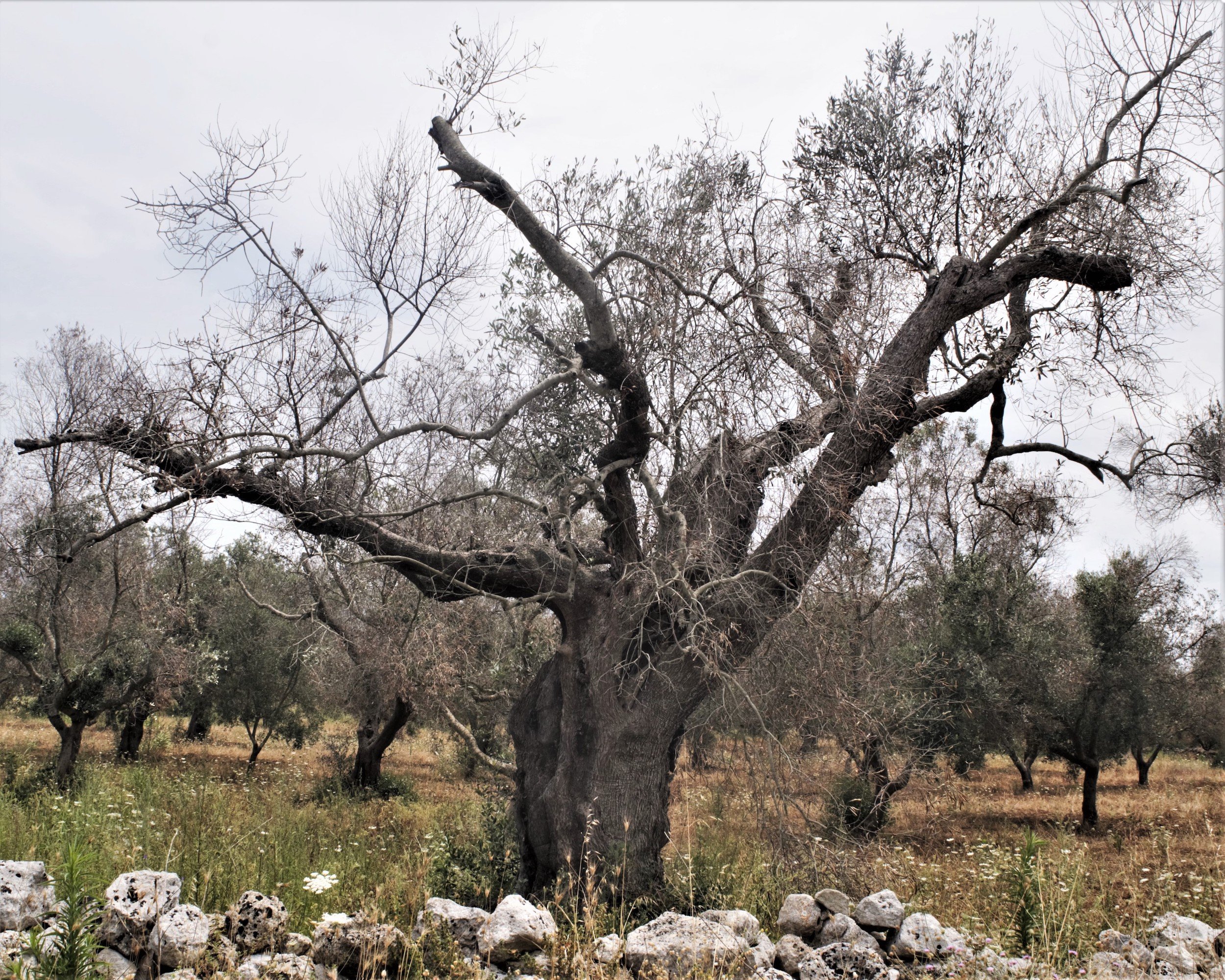 From Bad to Dead: 2 Years Later, Southern Italy’s Olive Groves Turn ...
