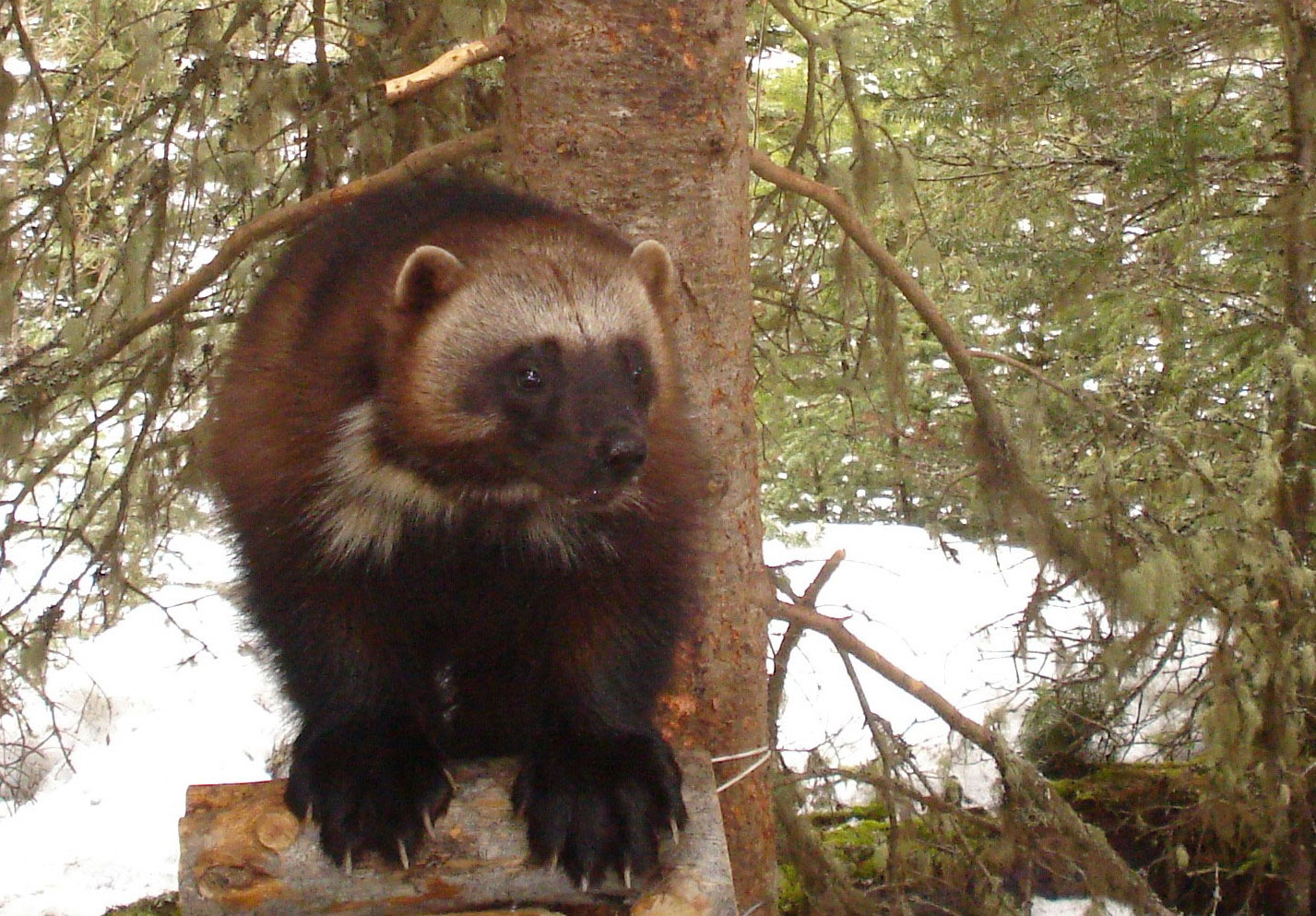 After 30-year fight, wolverines get protection under Endangered Species ...