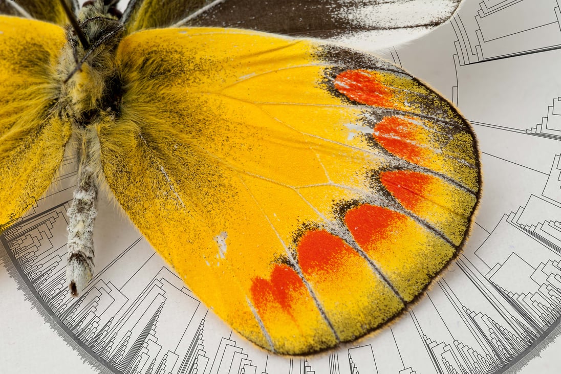 Newly created 'tree of life' shows butterflies came from America ...