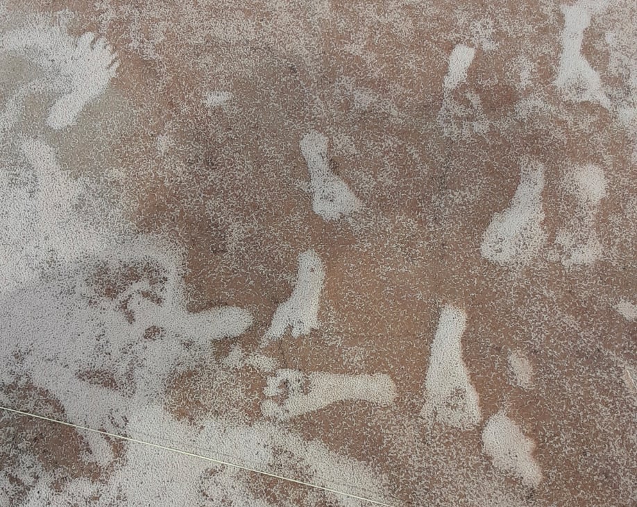 Further evidence points to footprints in New Mexico being the oldest ...