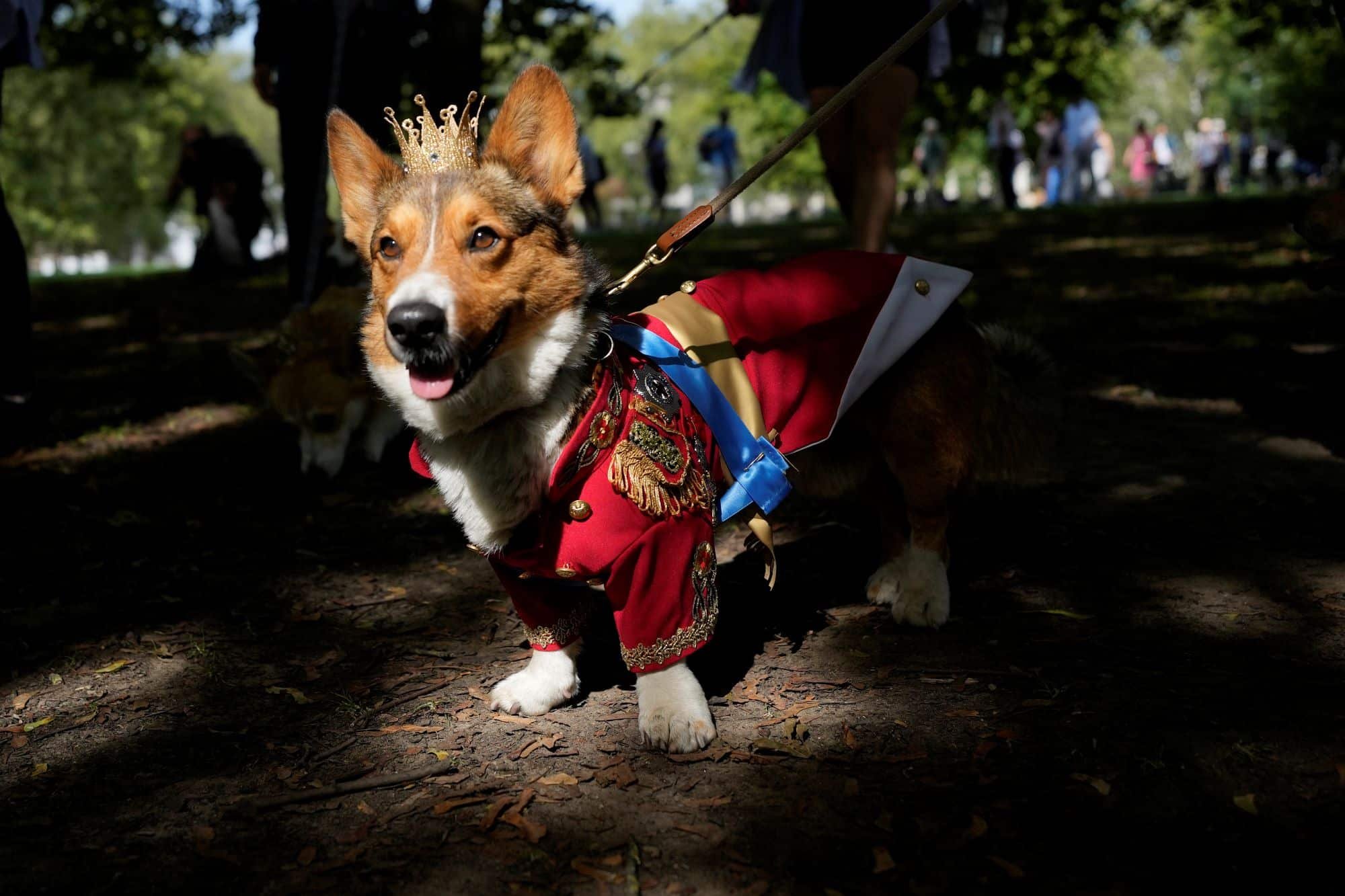 Corgis parade outside Buckingham Palace to remember Queen Elizabeth II ...