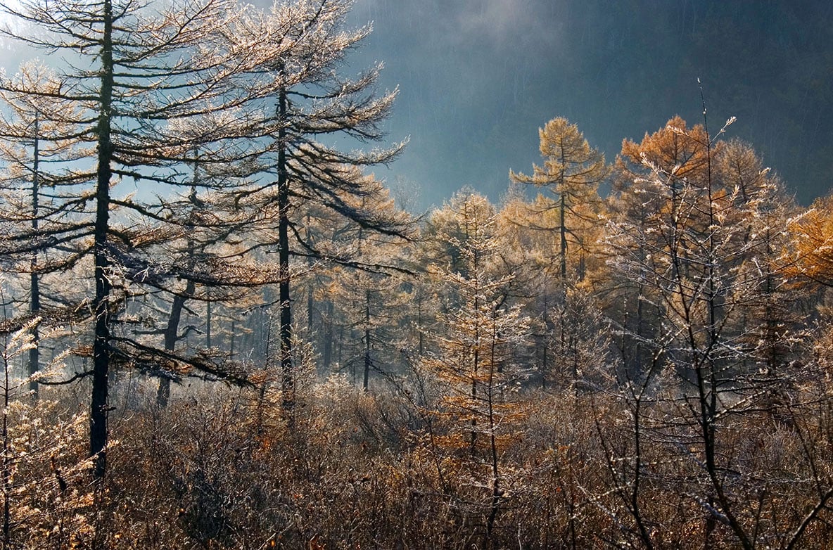 Nature Has Adapted to Current Climate. Adapting to Climate Change Will ...