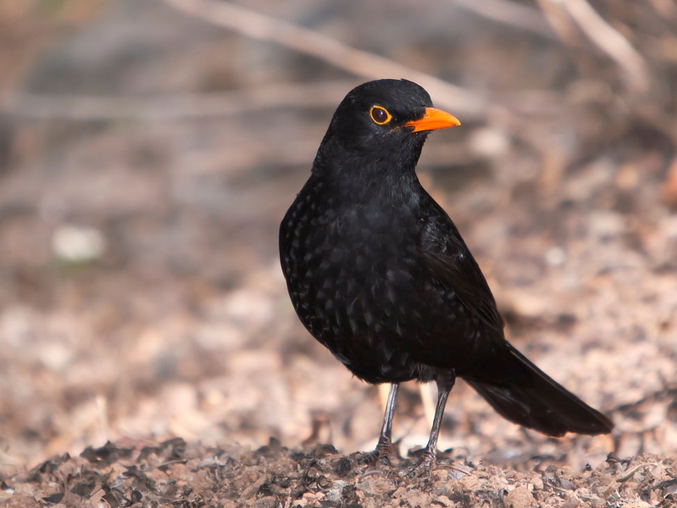 Bird Rights Topple French Tradition in EU Suit on Glue Traps ...