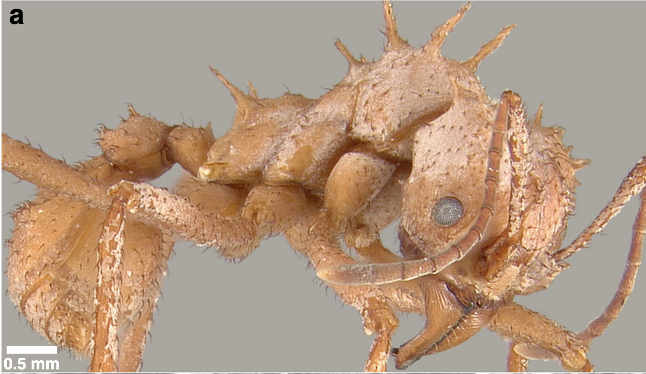 Leaf-Cutter Ant First Insect Found With Biomineral Body Armor ...