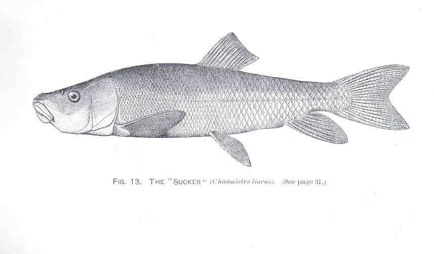 June Sucker | Courthouse News Service