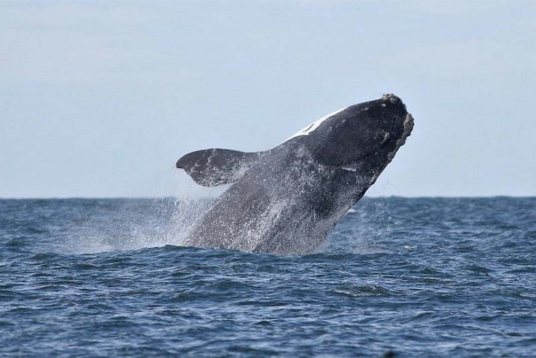 In dispute over lobster fishing regulations, judge sides with the ...