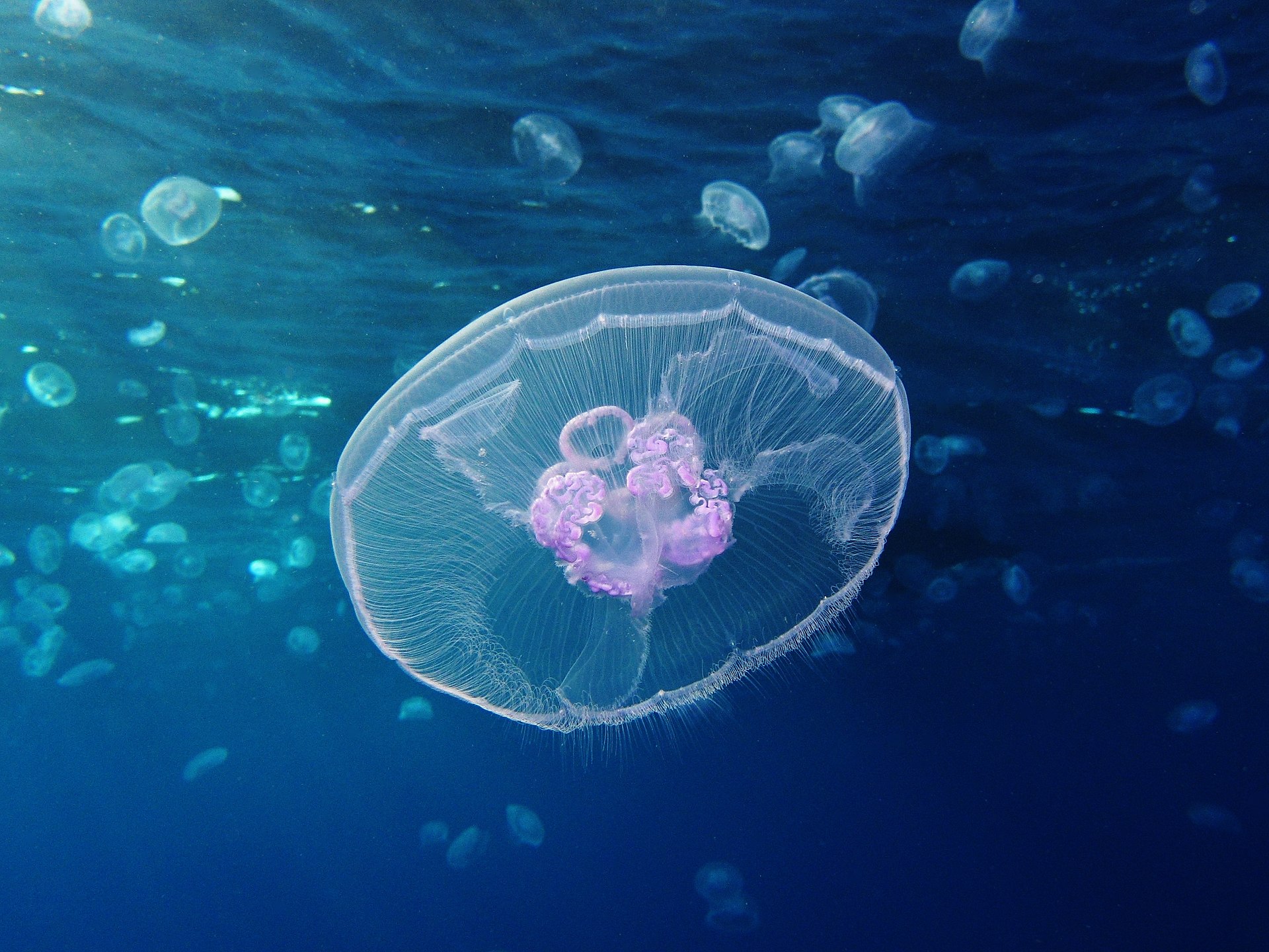 Robot ‘Jellyfish’ to Protect Endangered Coral Reefs | Courthouse News ...