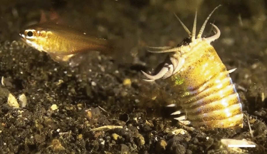 Fossil Shows Giant Predator Worms Lurked in Deep Sea 20 Million Years ...