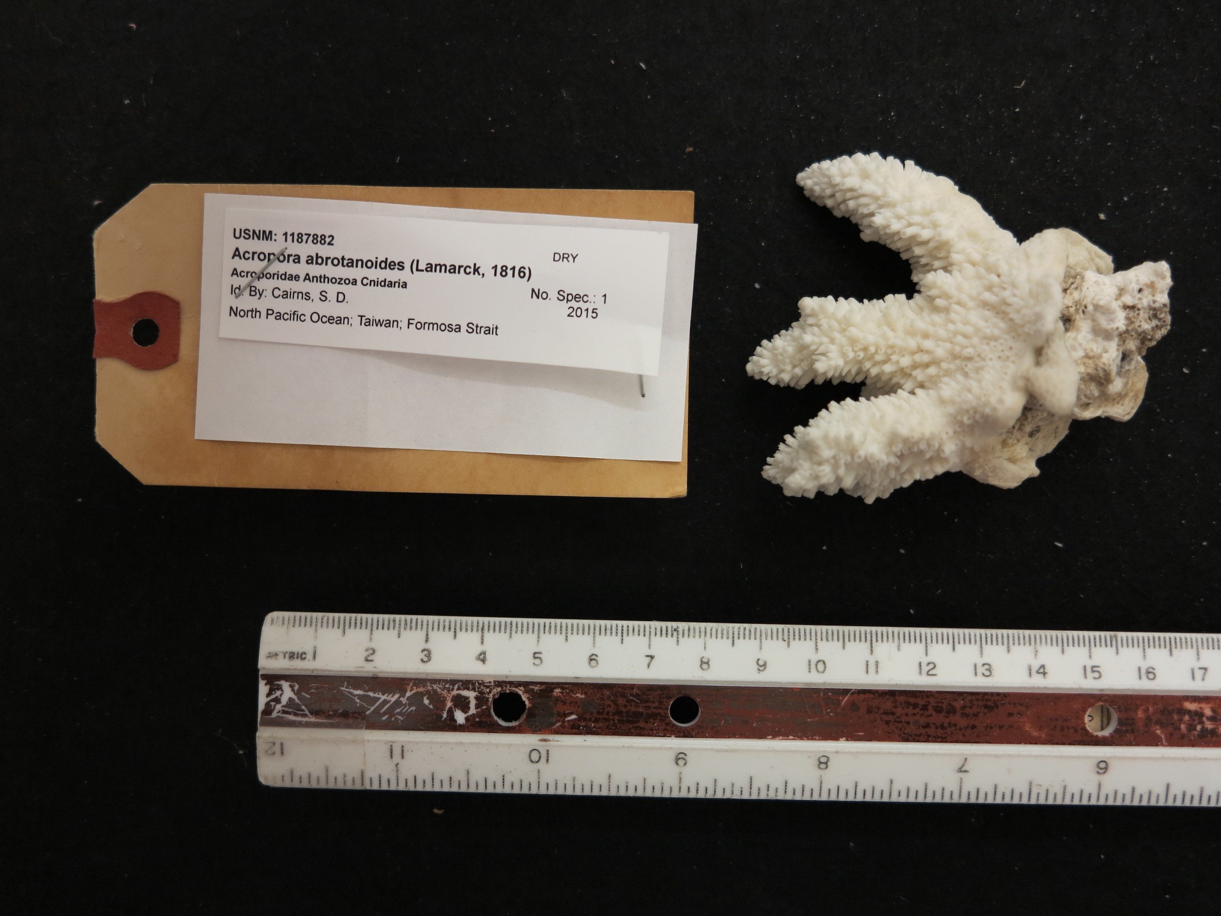 ‘Corals Are Being Cooked’: a Third of Taiwan’s Reefs Are Dying ...