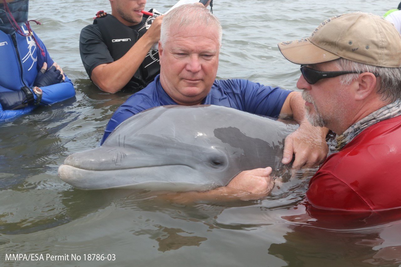 Damage From Deepwater Horizon Oil Spill Long-Lasting for Dolphins ...