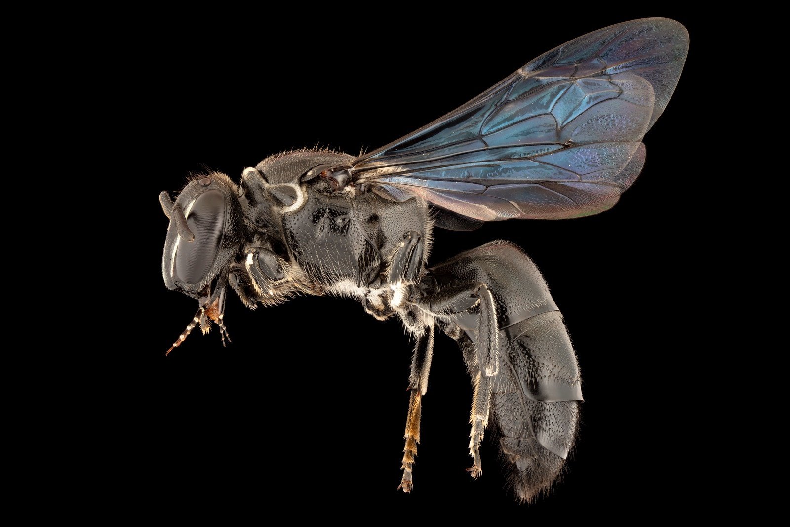 Rare Australian Bee Spotted After 100-Year Absence | Courthouse News ...