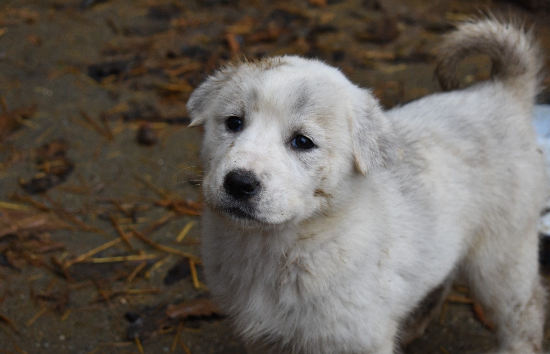 Turkmen Leader Recognizes Dog Breed With State Holiday | Courthouse ...