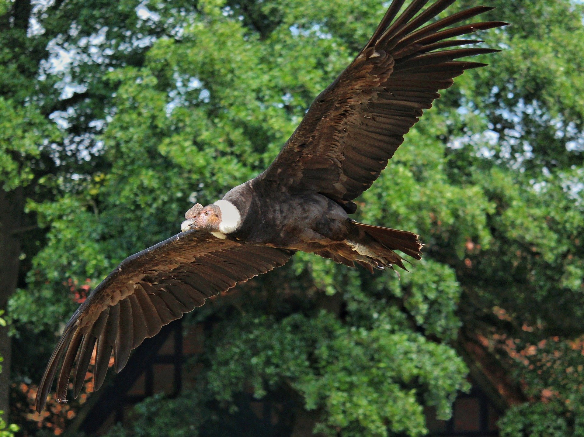 Scientists and Indigenous People Unite to Save Colombian Condor ...