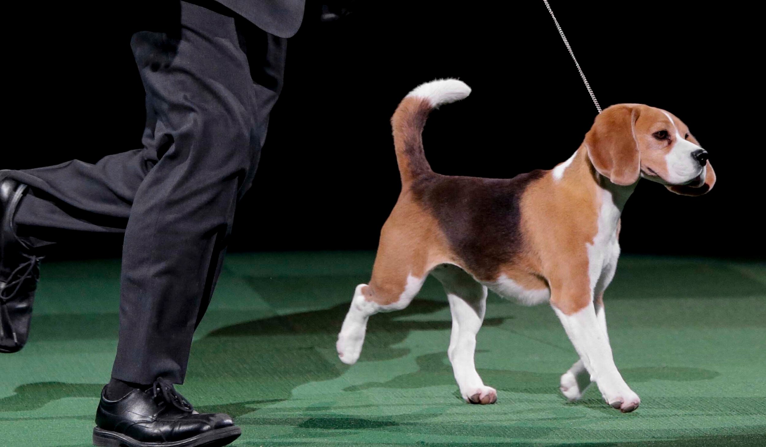 Bill hiking standards for dog breeders splits canine lobby | Courthouse ...