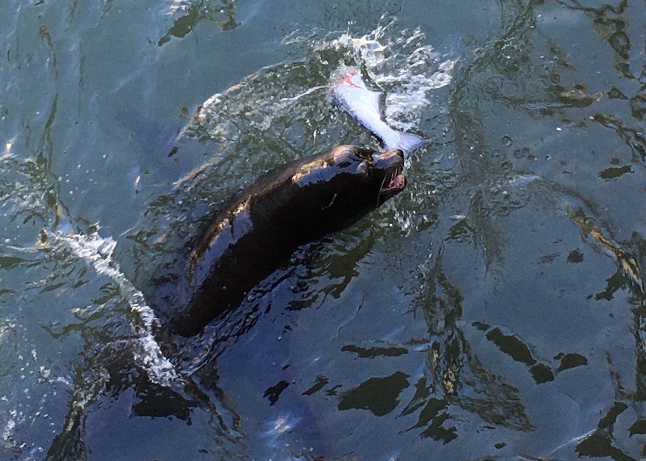 In the Pacific Northwest, killing sea lions is a necessity | Courthouse ...